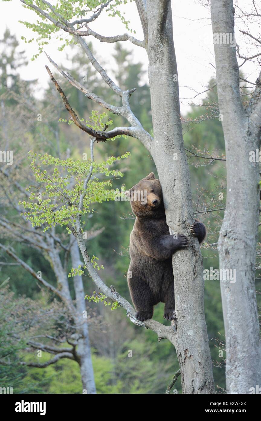 Brown bear climbing on tree, Bavarian Forest National Park, Germany ...