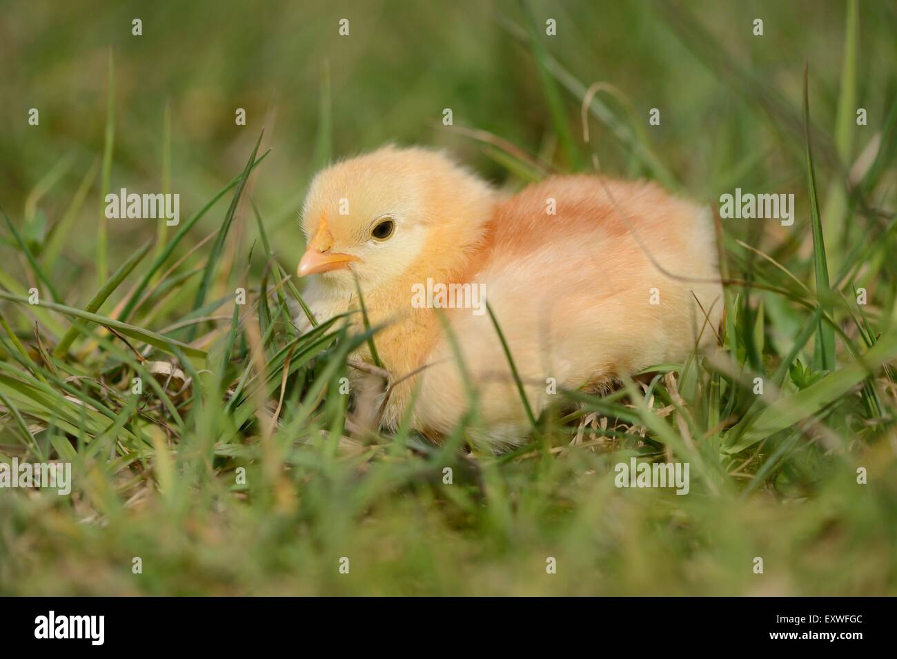 Chicken format hi-res stock photography and images - Alamy