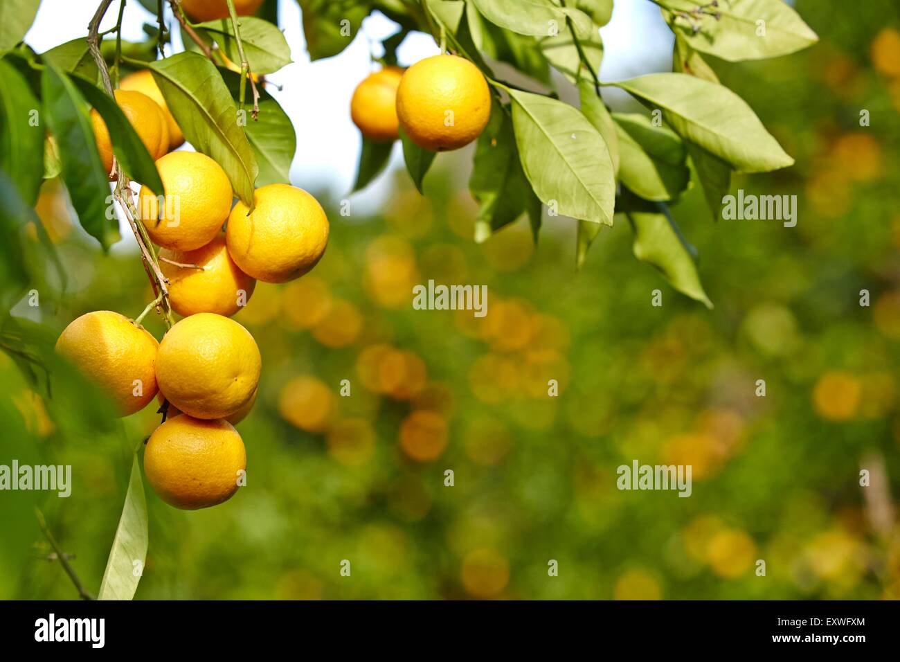 Oranges sicily hi-res stock photography and images - Alamy