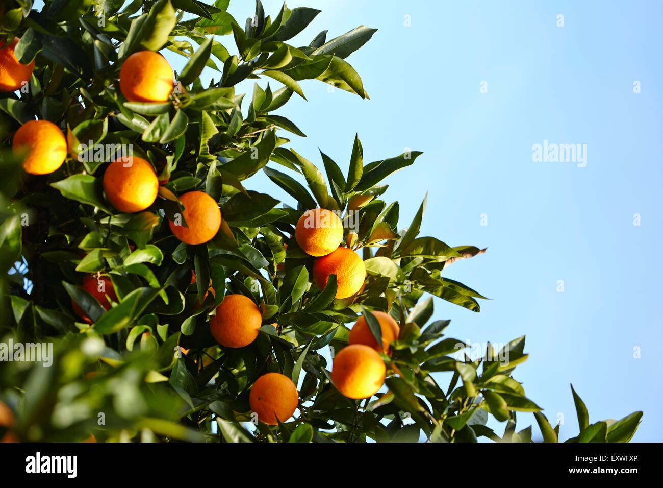 Oranges sicily hi-res stock photography and images - Alamy