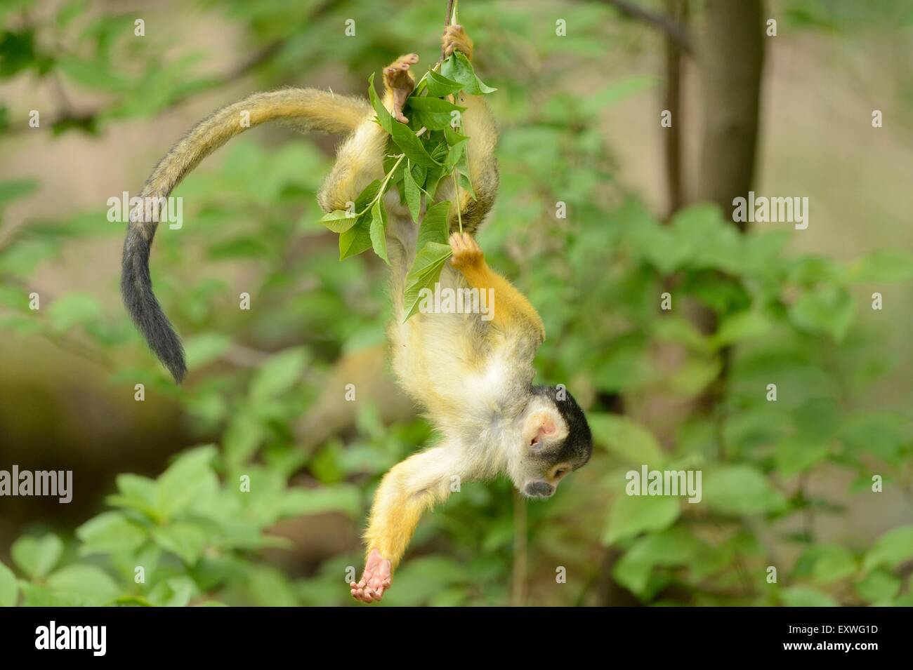 Common squirrel monkey (Saimiri sciureus) on a tree Stock Photo - Alamy