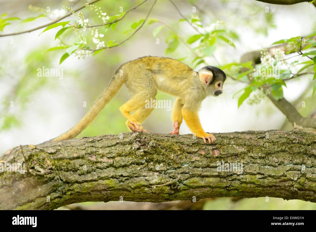 Common squirrel monkey (Saimiri sciureus) on a tree Stock Photo - Alamy