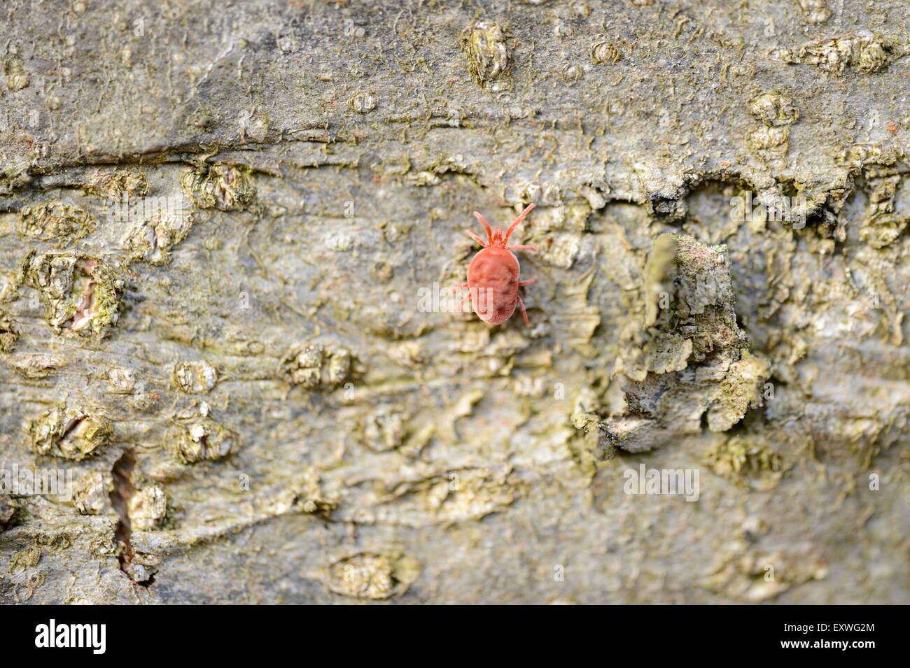 Trombidium hi-res stock photography and images - Alamy