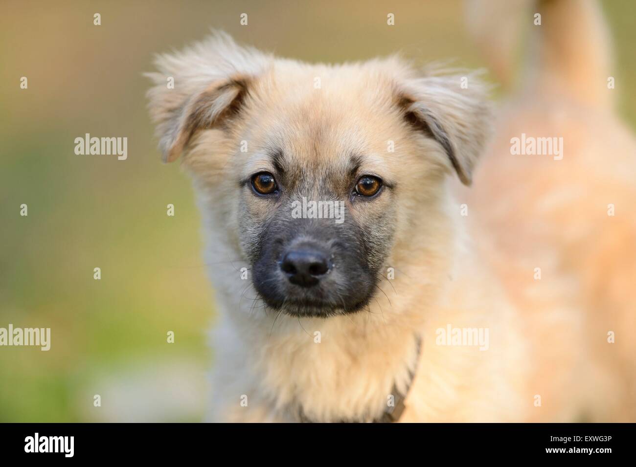 Portrait of a mixed breed dog Stock Photo - Alamy