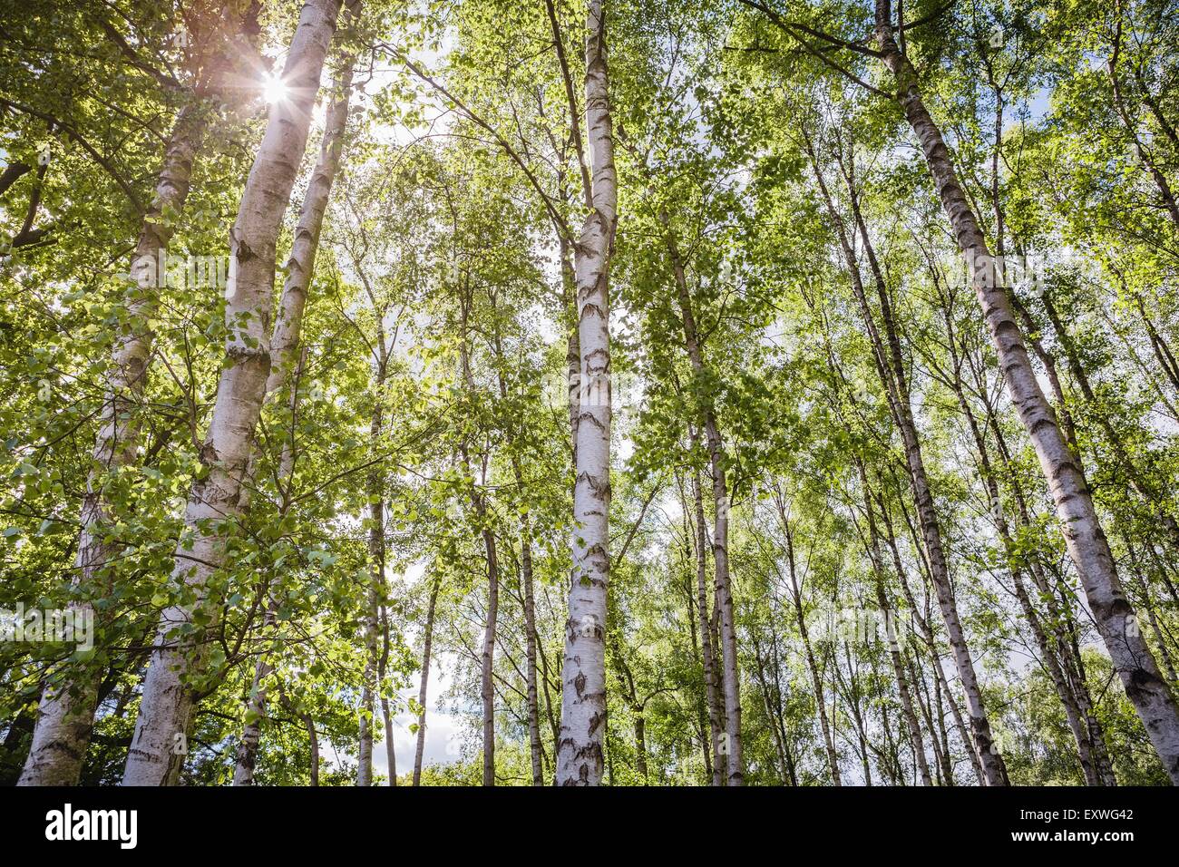 Northern europe birch not lake hi-res stock photography and images - Alamy