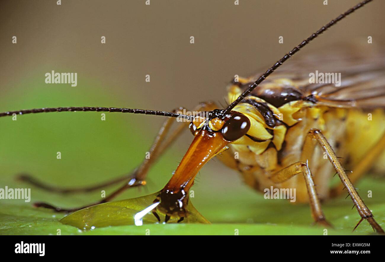 Horizontal one close up focus detail outdoors hi-res stock photography ...