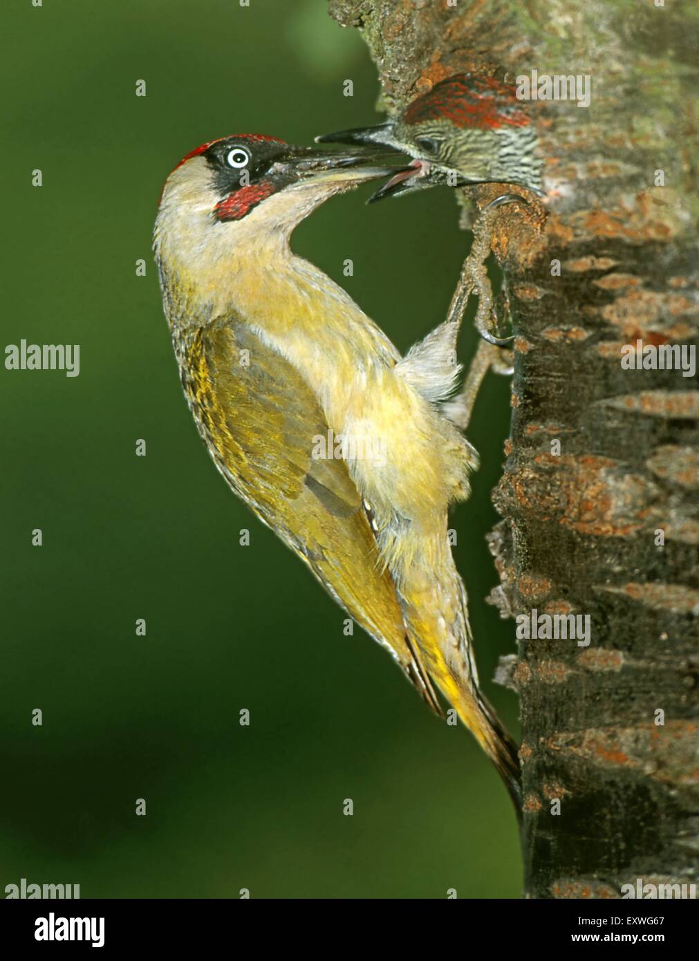 Picus viridis hi-res stock photography and images - Alamy