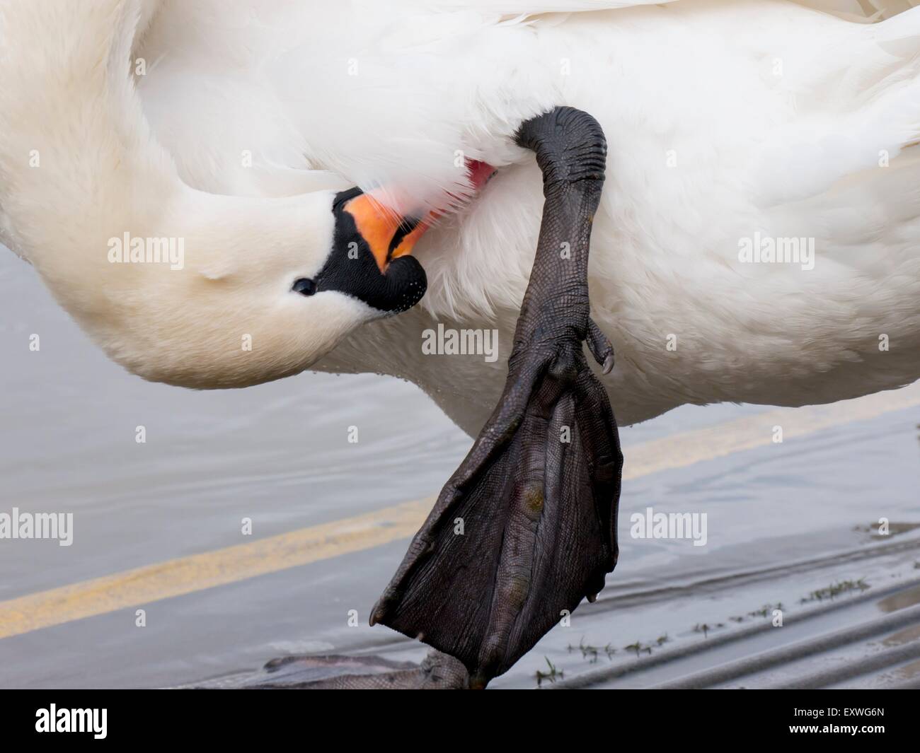 Swan preening hi-res stock photography and images - Alamy