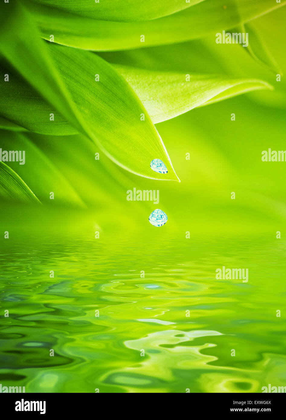 Water drops falling from a leaf of grass Stock Photo - Alamy