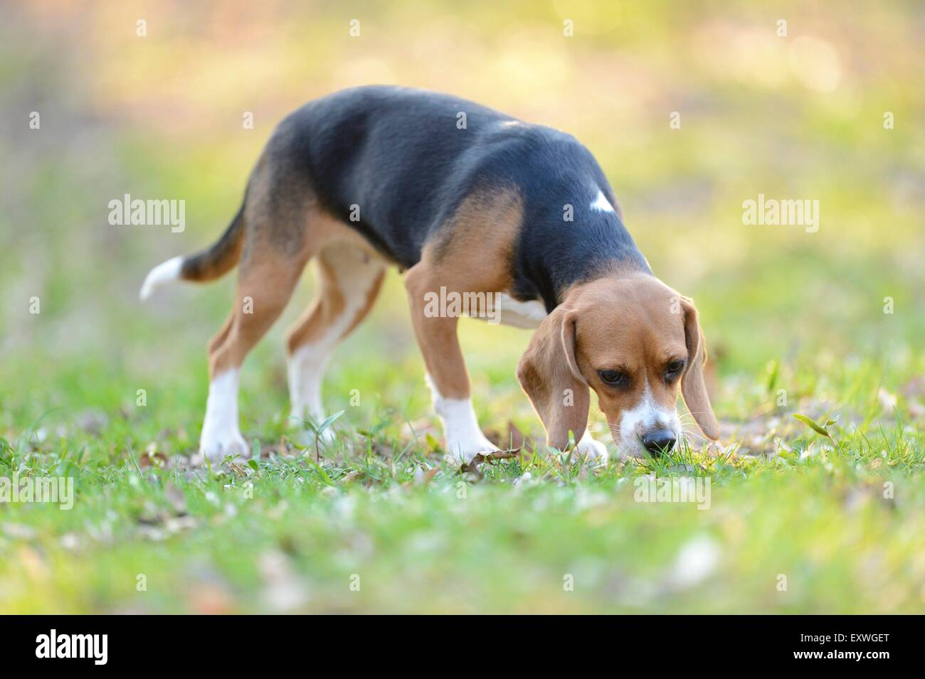 Beagle in garden Stock Photo - Alamy
