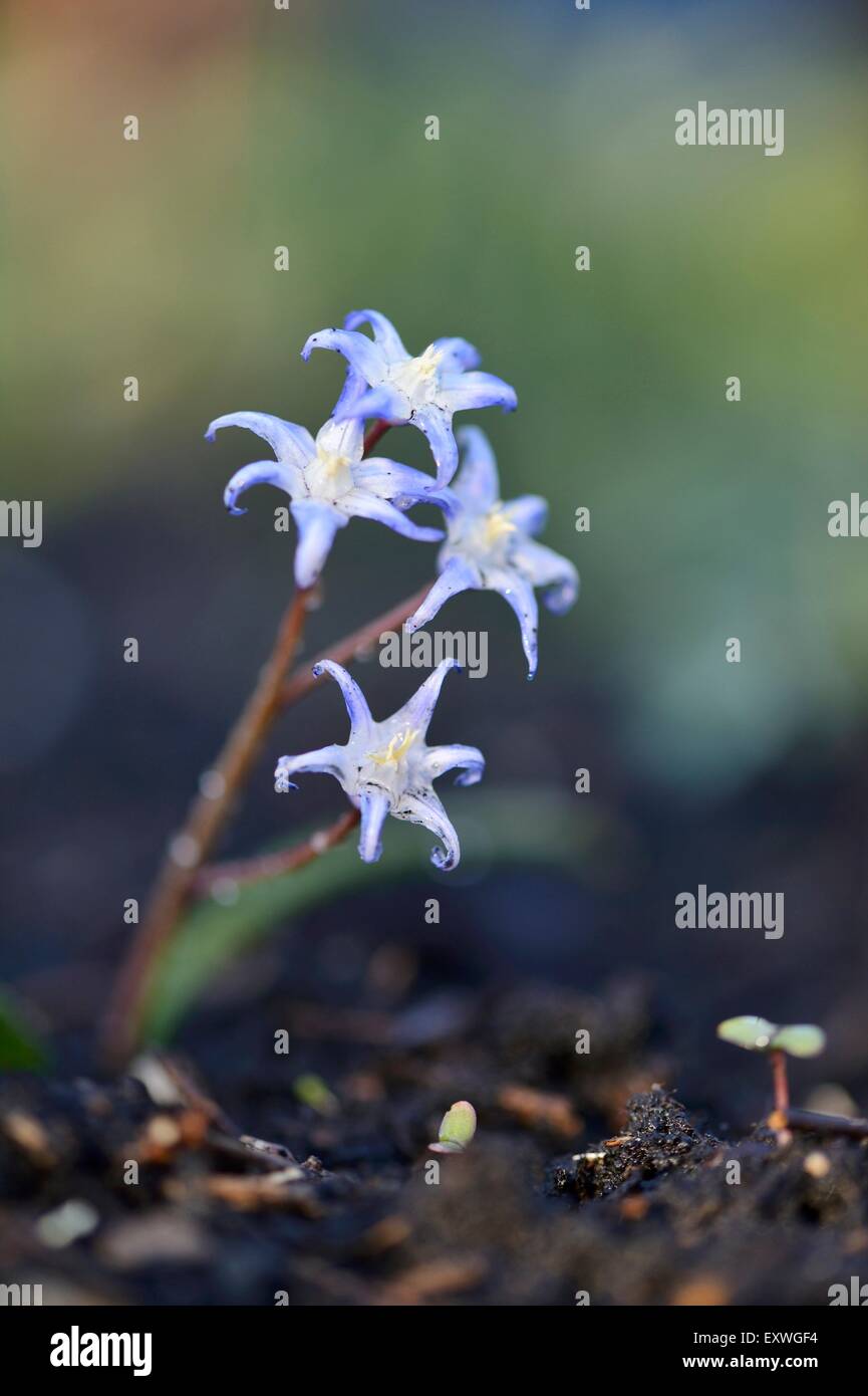 Two leaf hi-res stock photography and images - Alamy