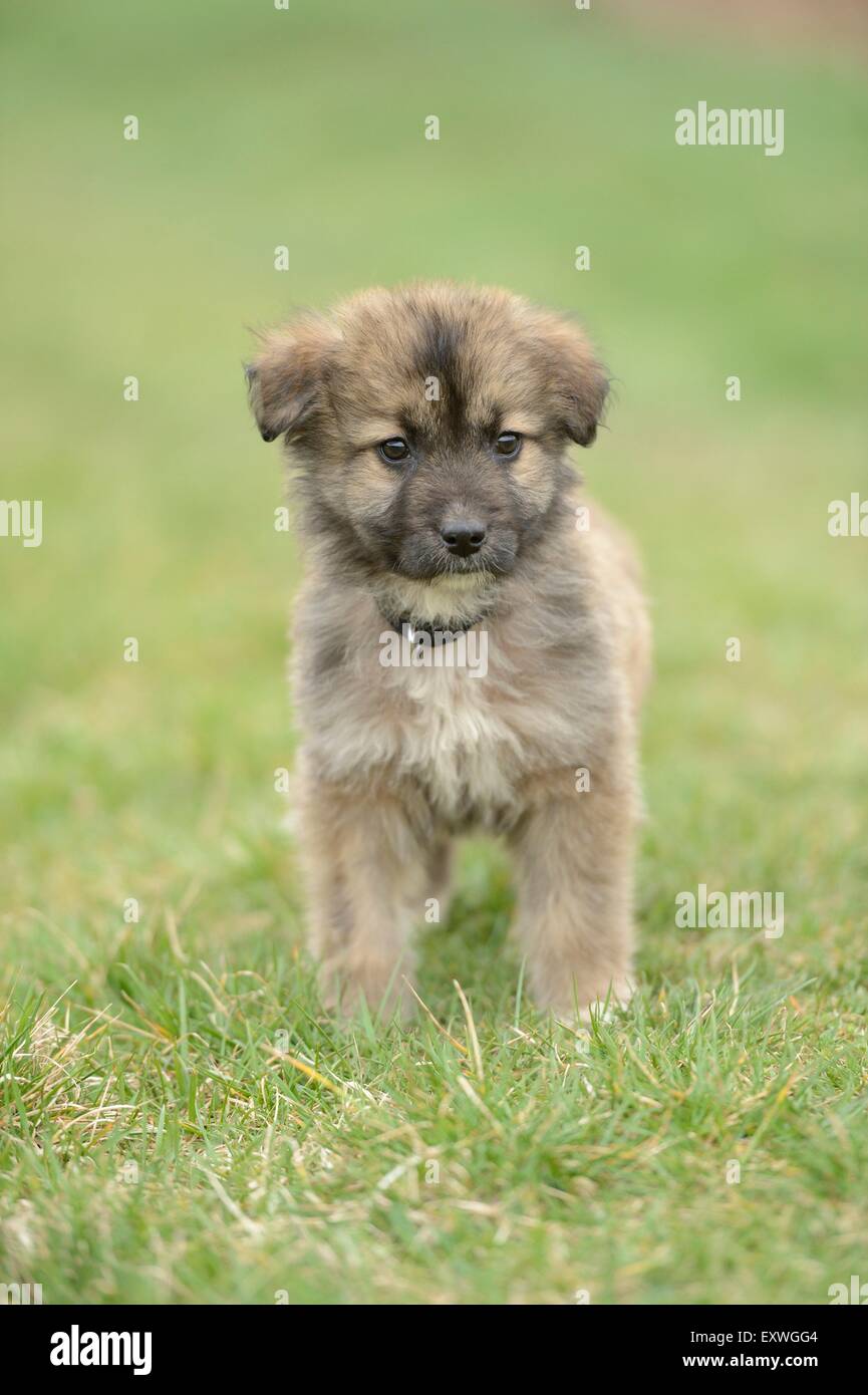 Mixed breed dog puppy in a garden Stock Photo - Alamy
