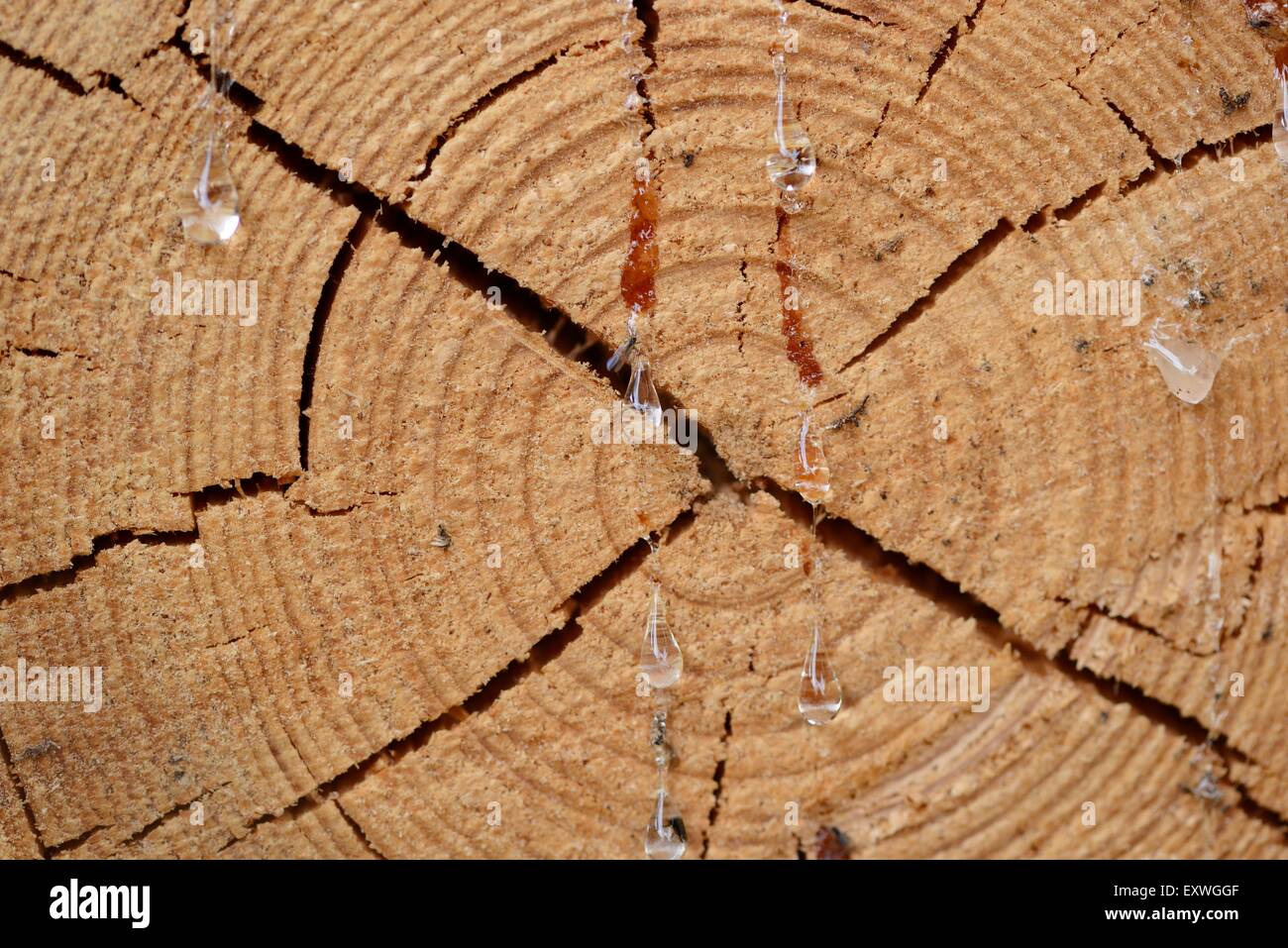 Close-up of resin drops of a Scot's pine Stock Photo - Alamy