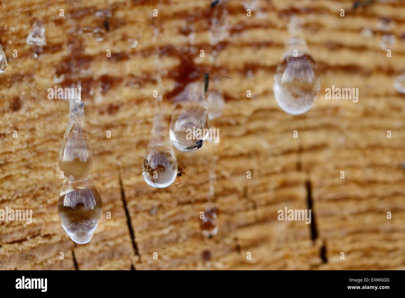 Cross section pine tree pinus hi-res stock photography and images - Alamy