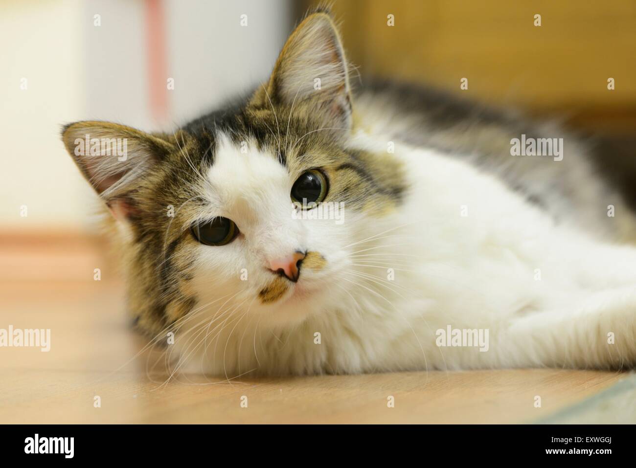 Reclining cat hi-res stock photography and images - Alamy