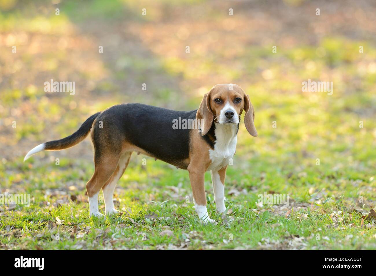 Beagle in garden Stock Photo - Alamy