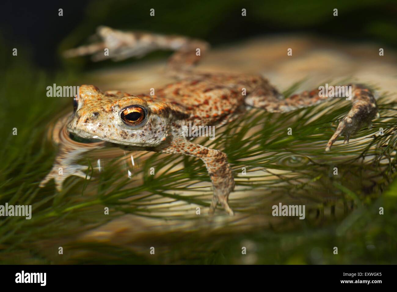Common toad in water Stock Photo - Alamy