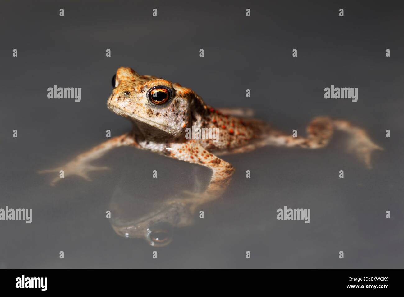 Common toad in water Stock Photo - Alamy