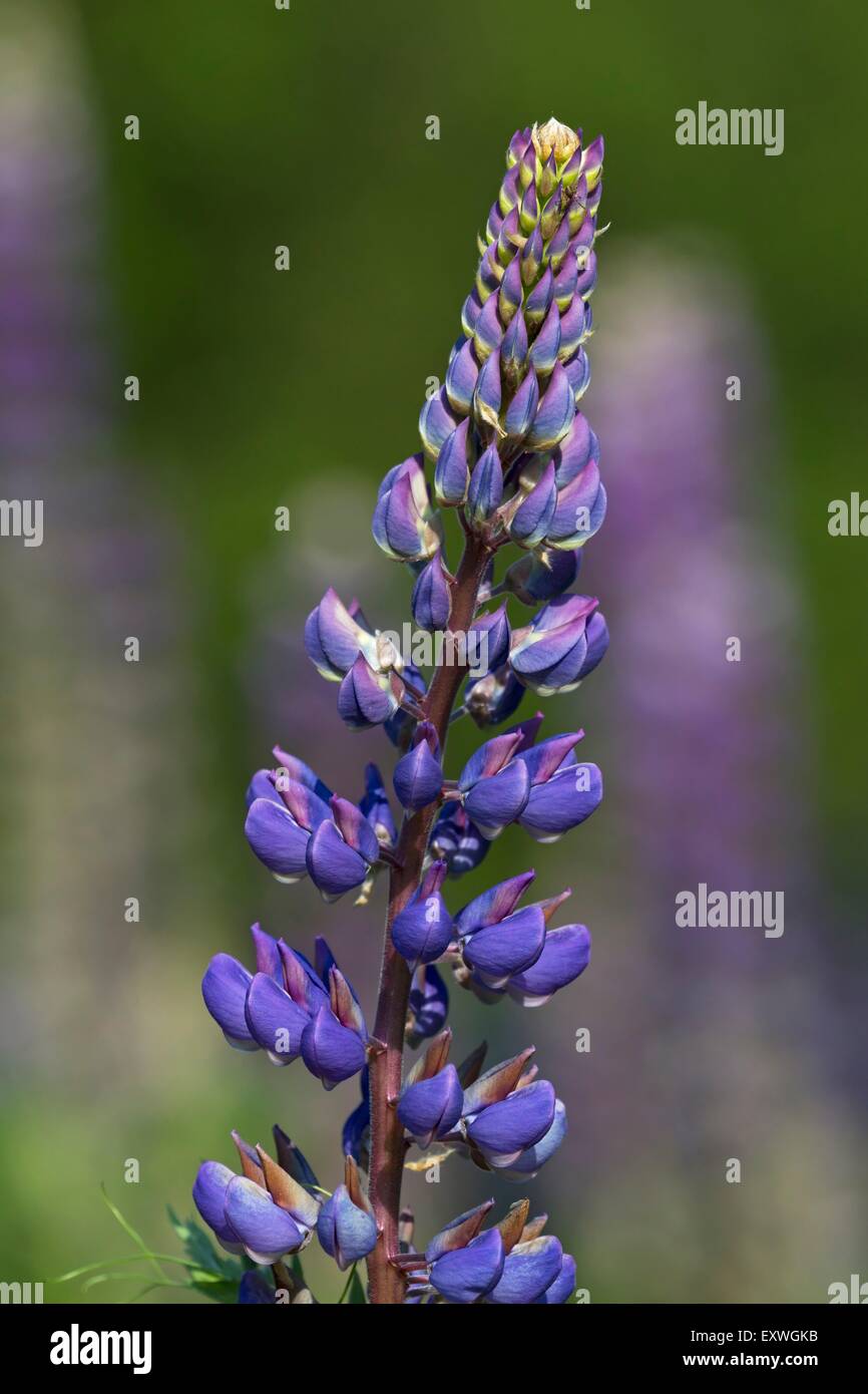 Lupin flower head hi-res stock photography and images - Alamy