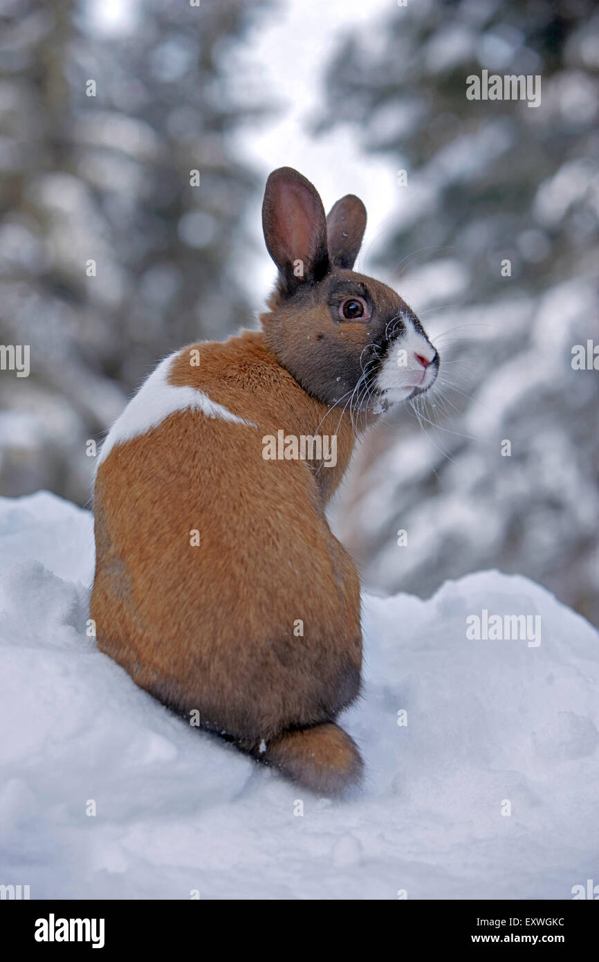 Animal Snow Stock Photos & Animal Snow Stock Images - Alamy