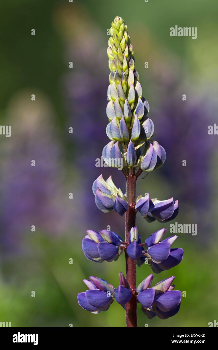 Lupin flower head hi-res stock photography and images - Alamy