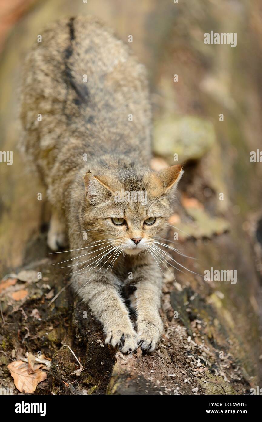 European wildcat felis silvestris hi-res stock photography and images ...