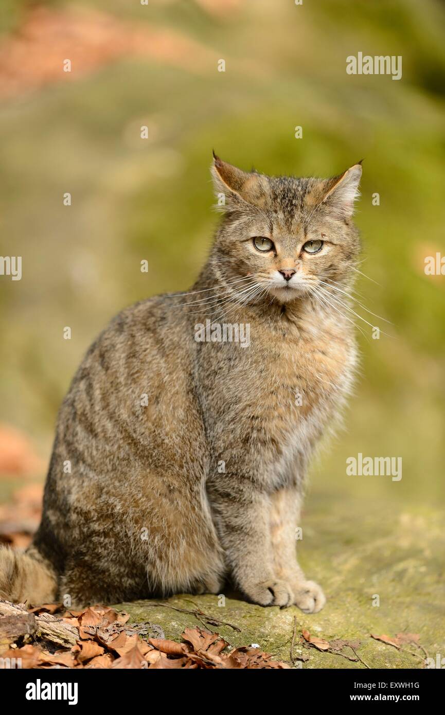 European wildcat forest wildcat felis hi-res stock photography and ...