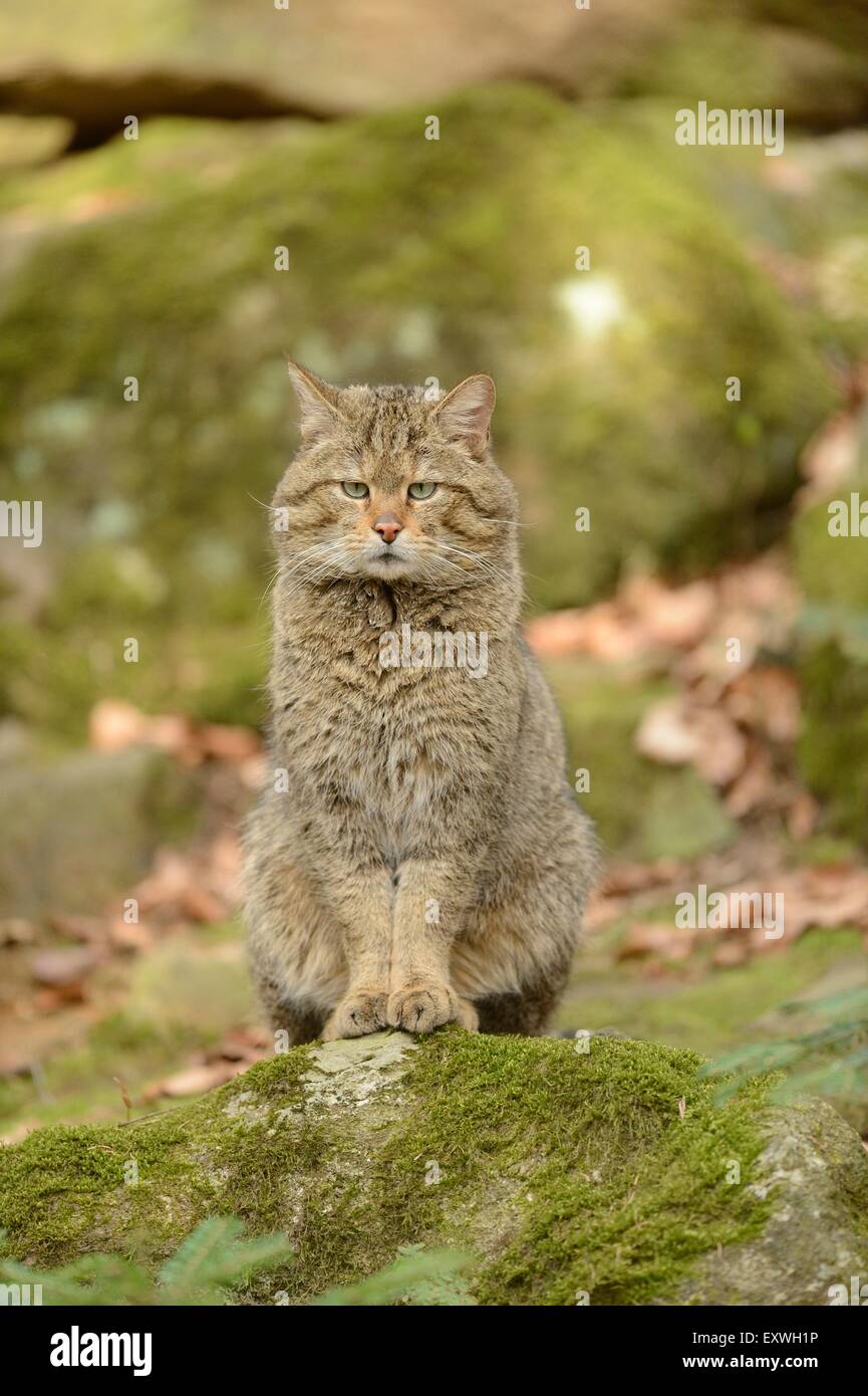 European wildcat (Felis silvestris silvestris) in Bavarian Forest ...