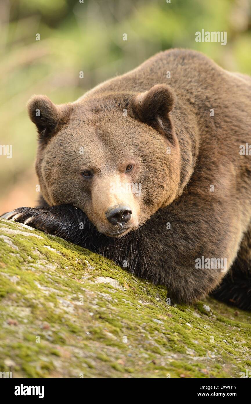 Brown bear in Bavarian Forest National Park, Germany Stock Photo - Alamy