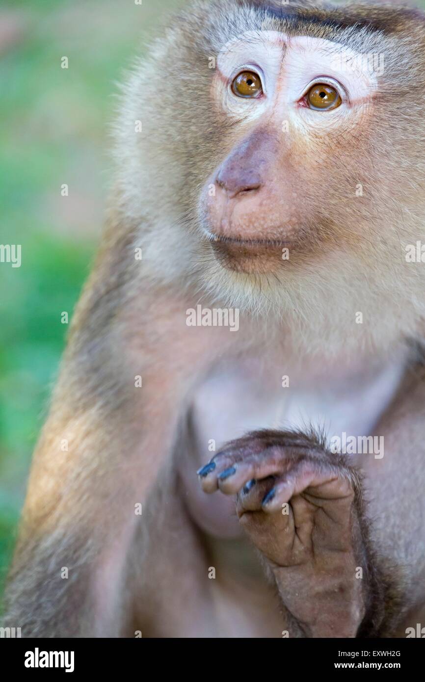 Monkey hill phuket thailand hi-res stock photography and images - Alamy
