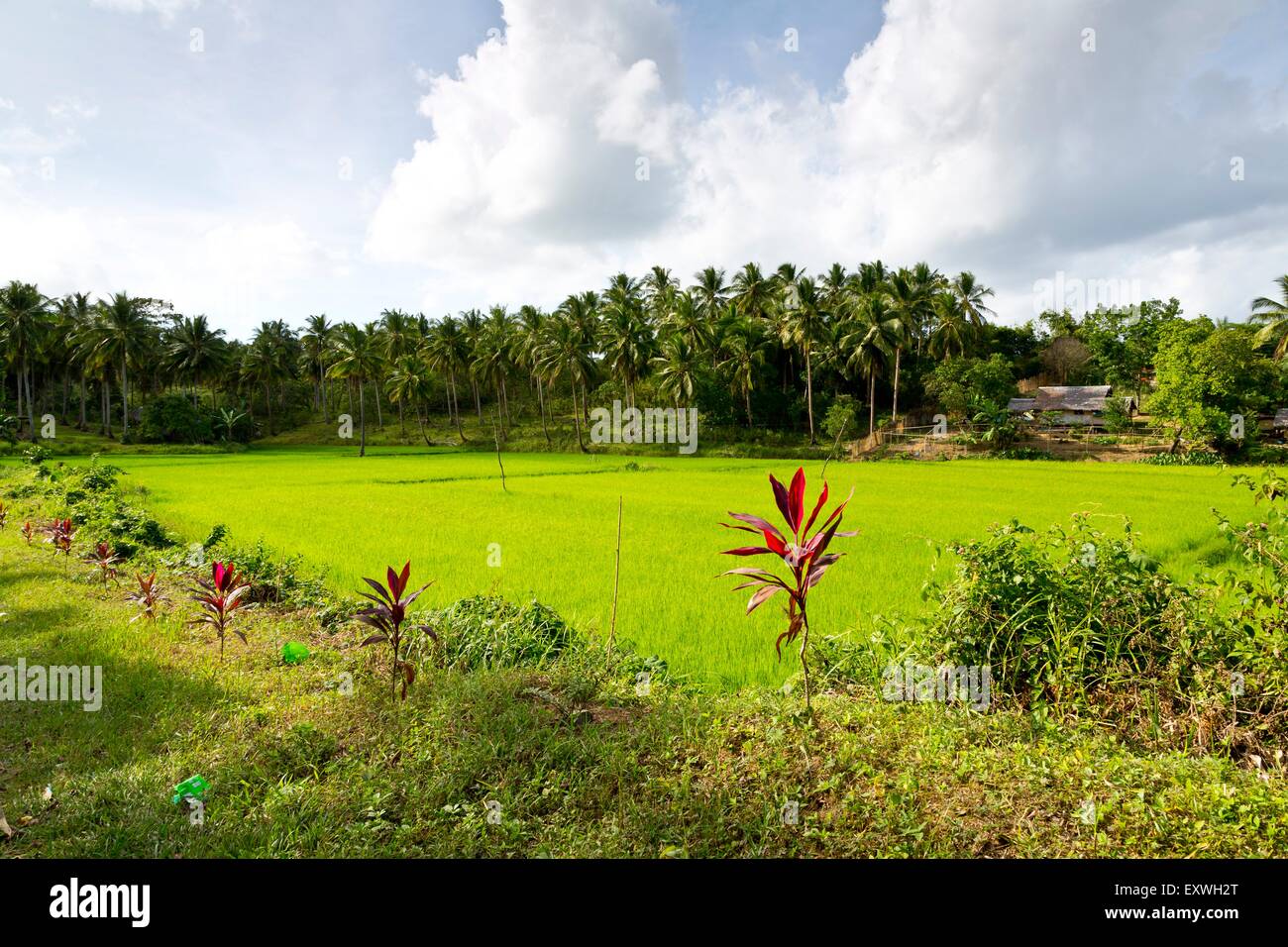 Rice field, Puerto Princesa, Palawan, Philippines, Asia Stock Photo - Alamy