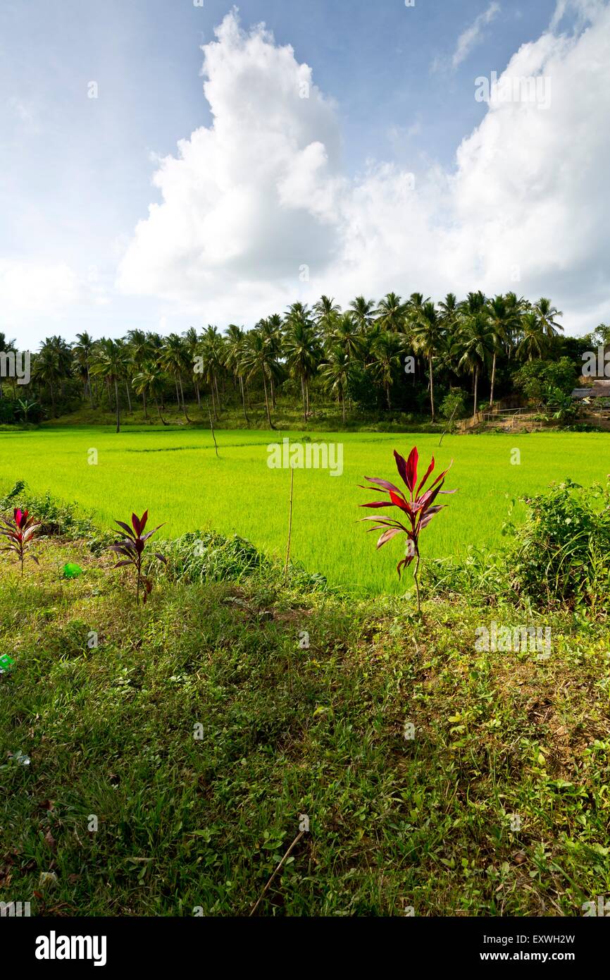 Rice field, Puerto Princesa, Palawan, Philippines, Asia Stock Photo - Alamy