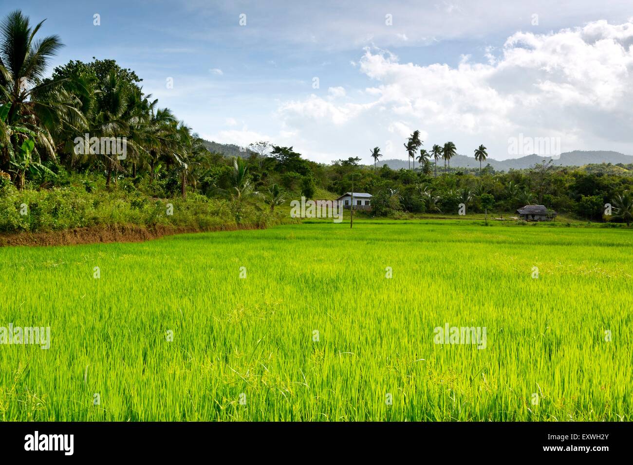 Rice field, Puerto Princesa, Palawan, Philippines, Asia Stock Photo - Alamy