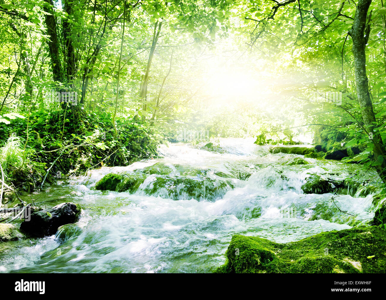 Sunshine in a forest Stock Photo - Alamy