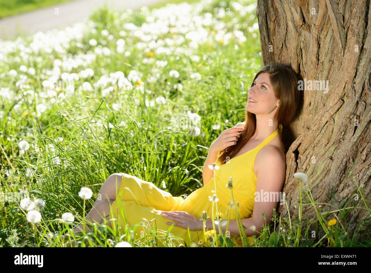 Young woman at a tree, Bavaria, Germany, Europe Stock Photo - Alamy