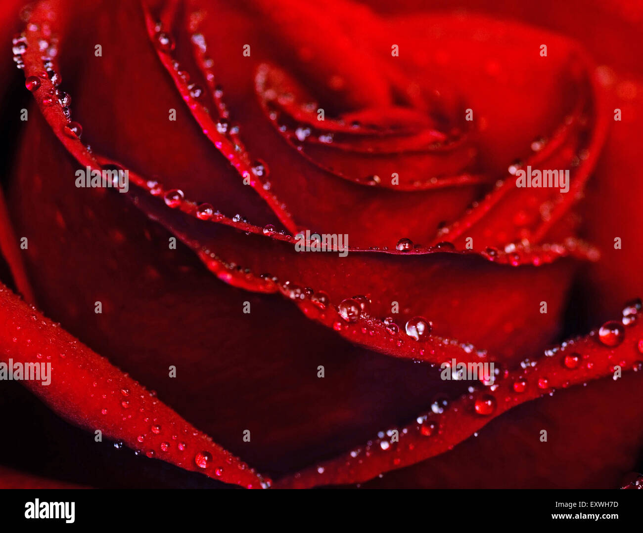 Wet rose close-up shot Stock Photo - Alamy