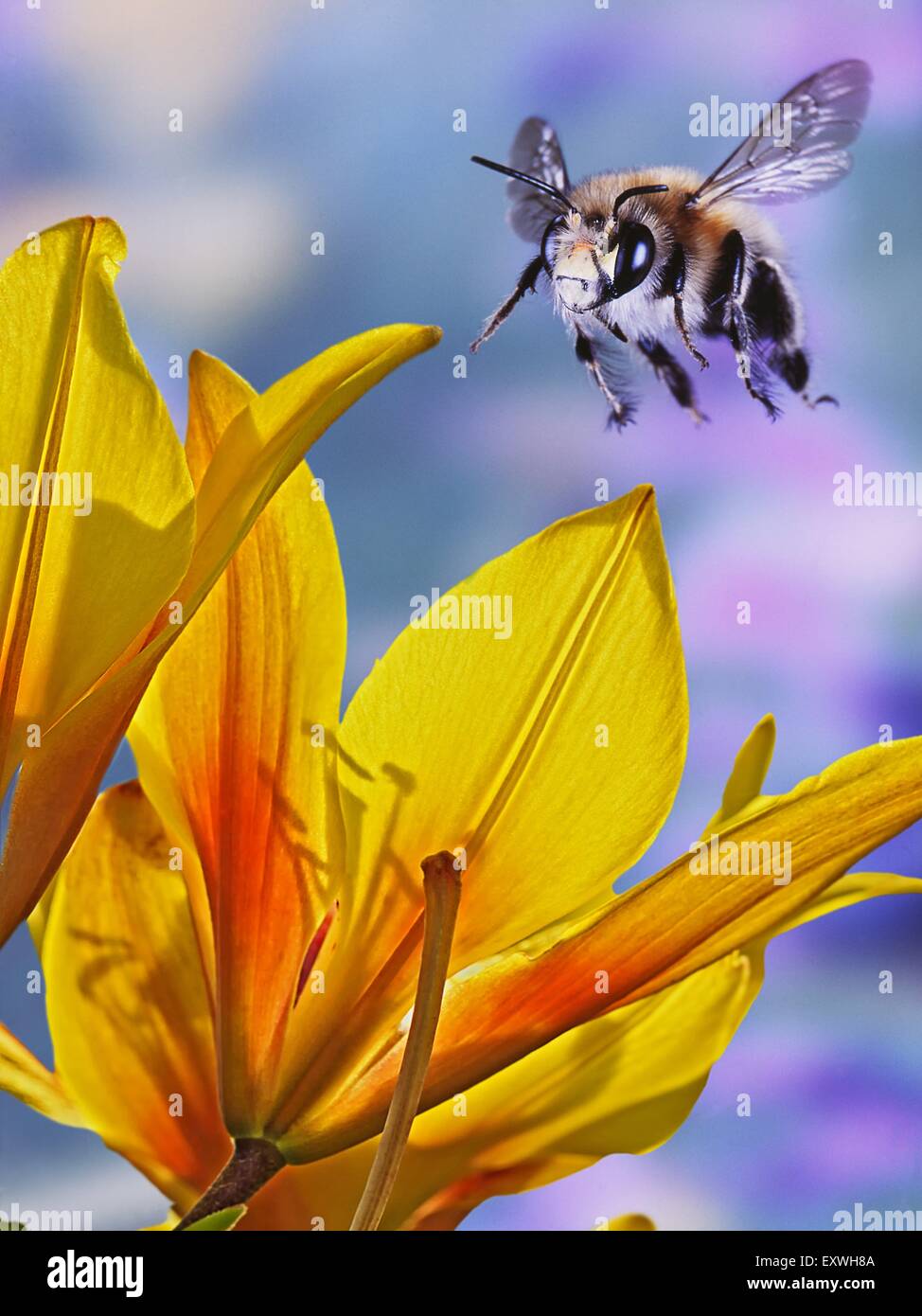 Flying colors hi-res stock photography and images - Alamy