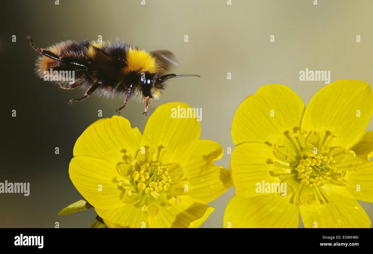 Flying the colors hi-res stock photography and images - Alamy