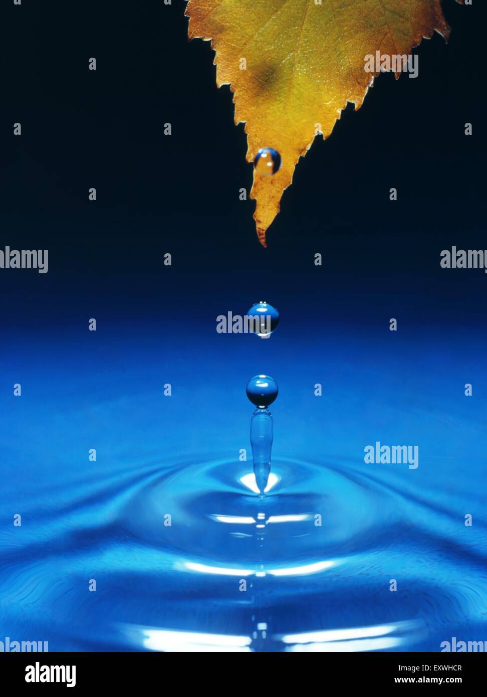 Drop leaf water falling hi-res stock photography and images - Alamy