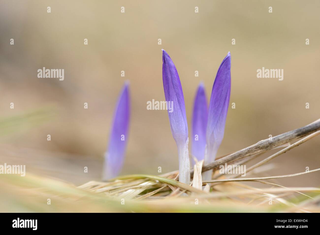 Close-up of a woodland crocus (Crocus tommasinianus Stock Photo - Alamy