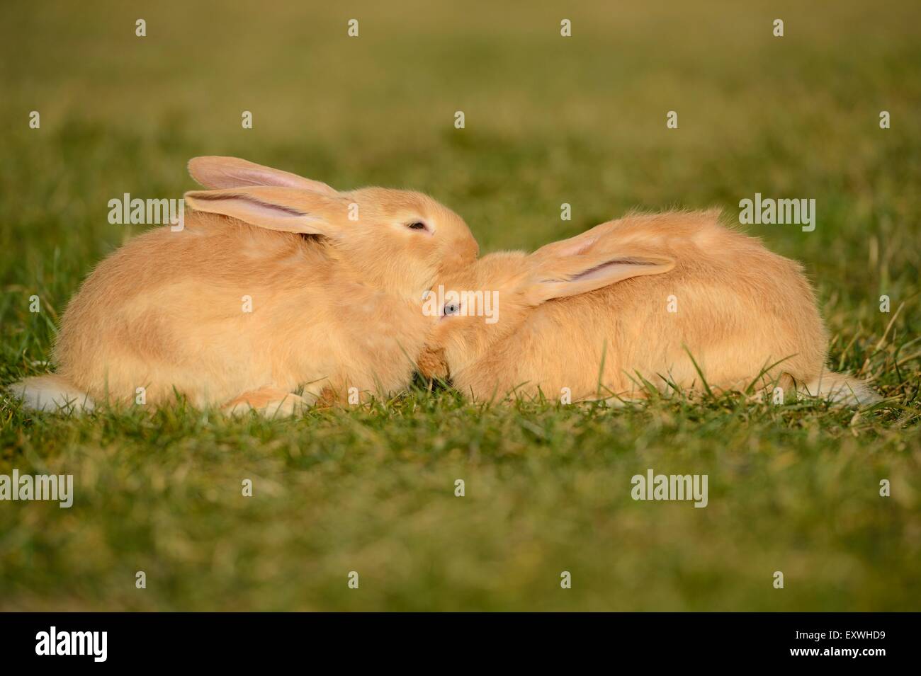 Hare side view hi-res stock photography and images - Alamy
