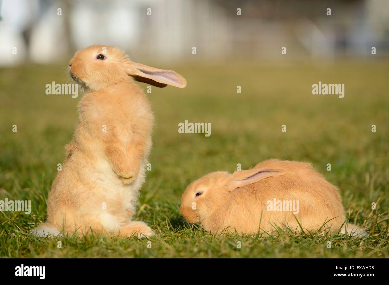Two hare hi-res stock photography and images - Alamy