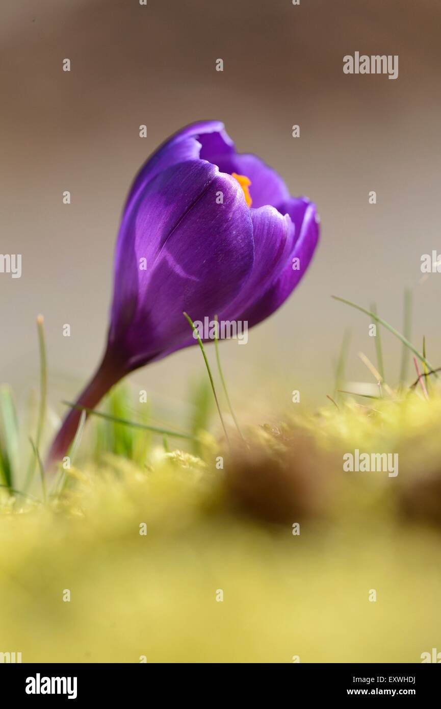 Crocus colors hi-res stock photography and images - Alamy