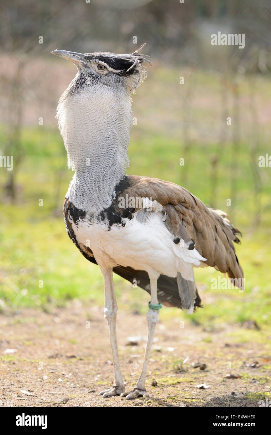 Kori Bustard (Ardeotis kori) in a zoo Stock Photo - Alamy