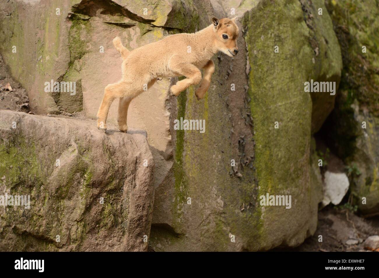 Jumping sheep hi-res stock photography and images - Alamy