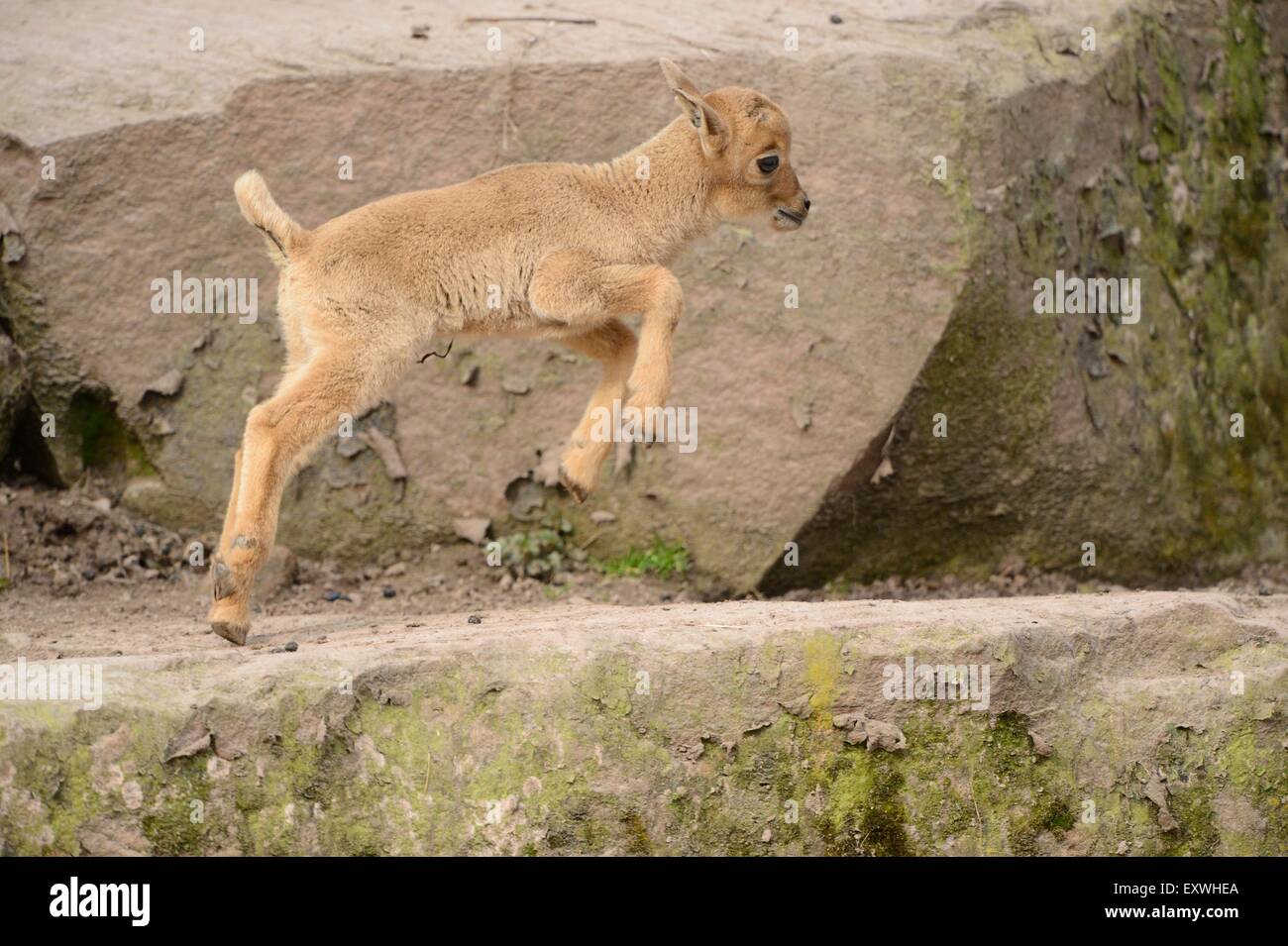 Side view of a lamb hi-res stock photography and images - Alamy