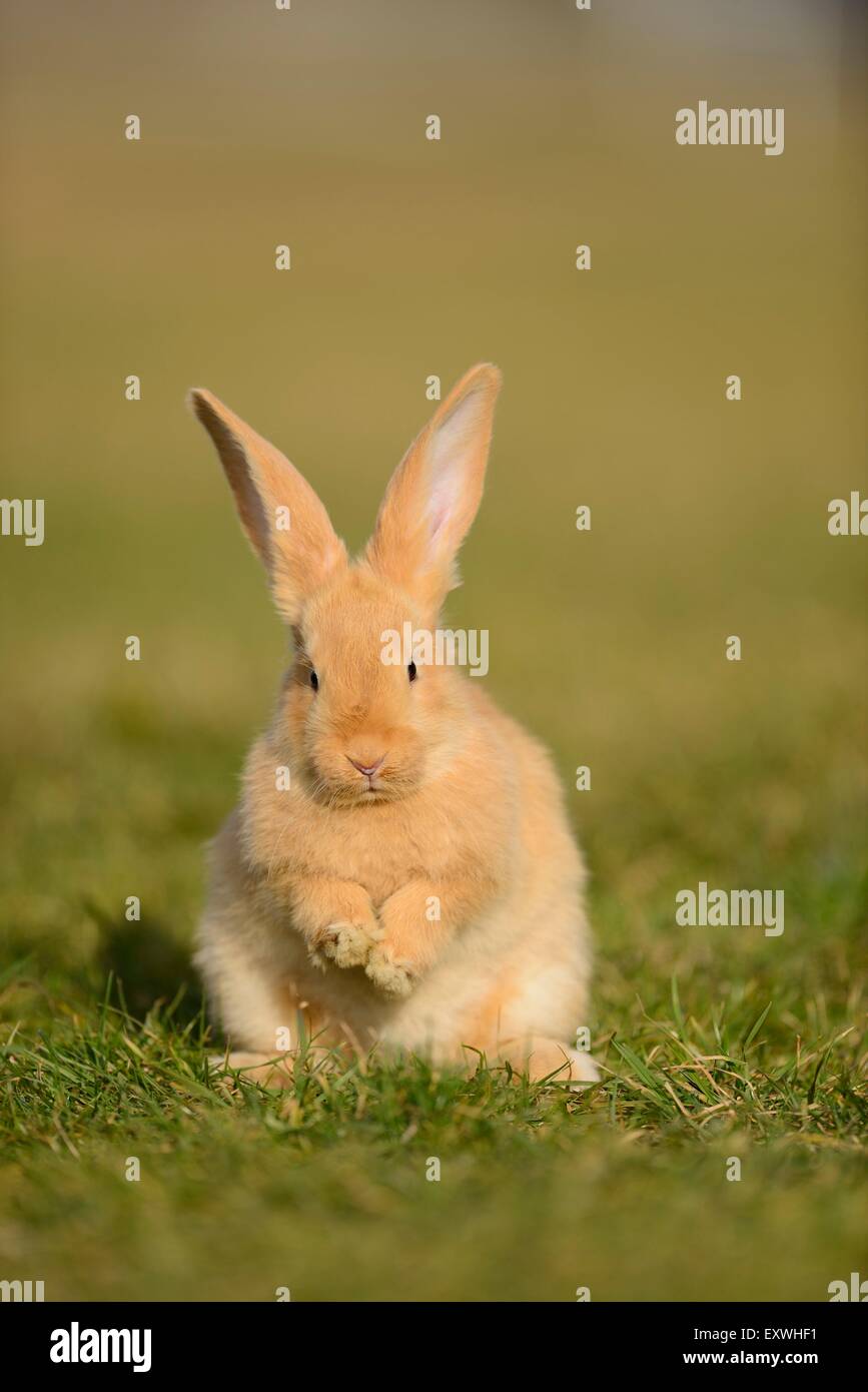 Hare front view hi-res stock photography and images - Alamy