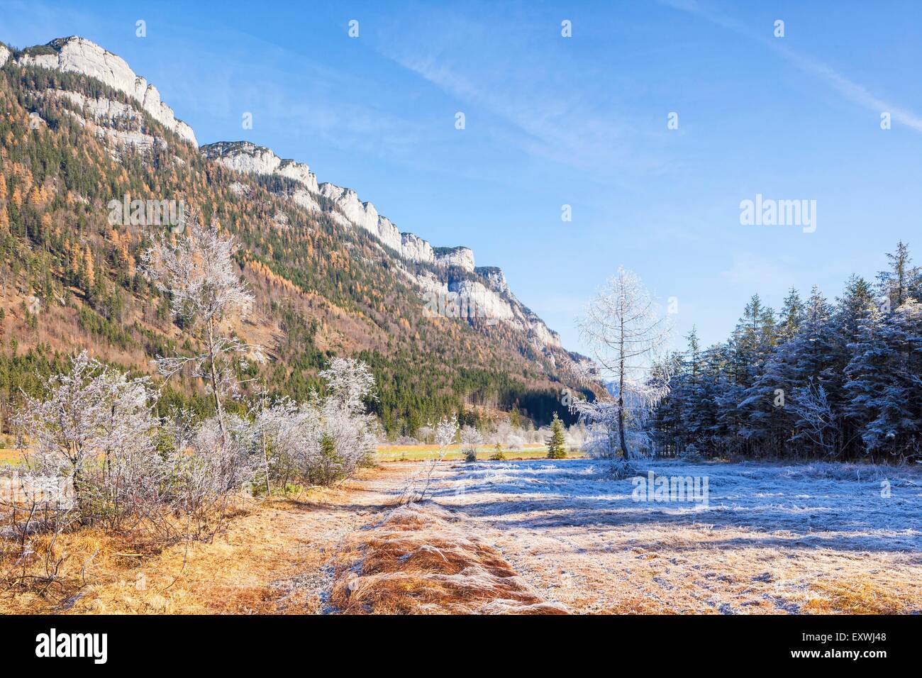 Meadows and shrub, Loferer Steinberge, Tyrol, Austria, Europe Stock ...