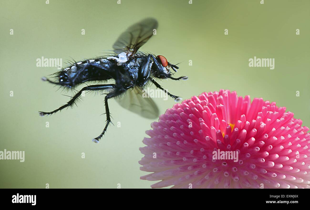Fly colors hi-res stock photography and images - Alamy