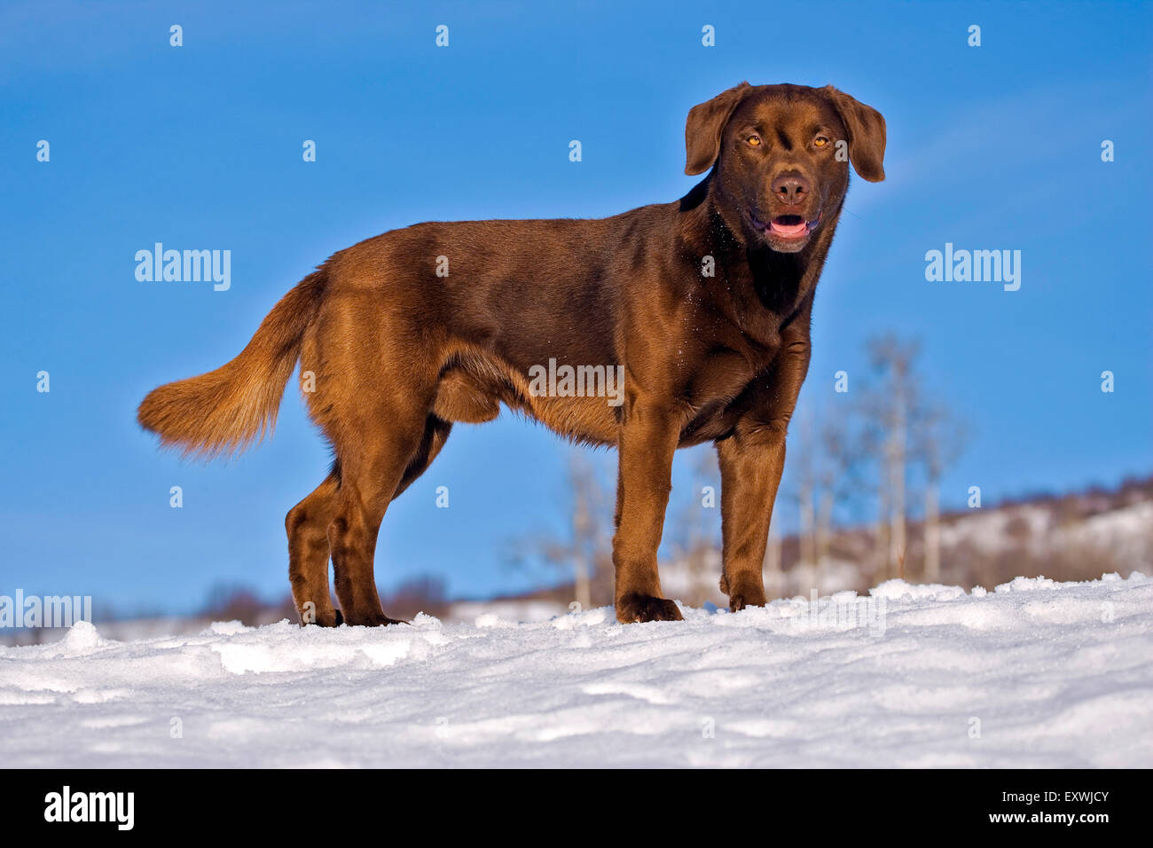 Playful Labrador Retriever standing in snow in meadow Stock Photo - Alamy